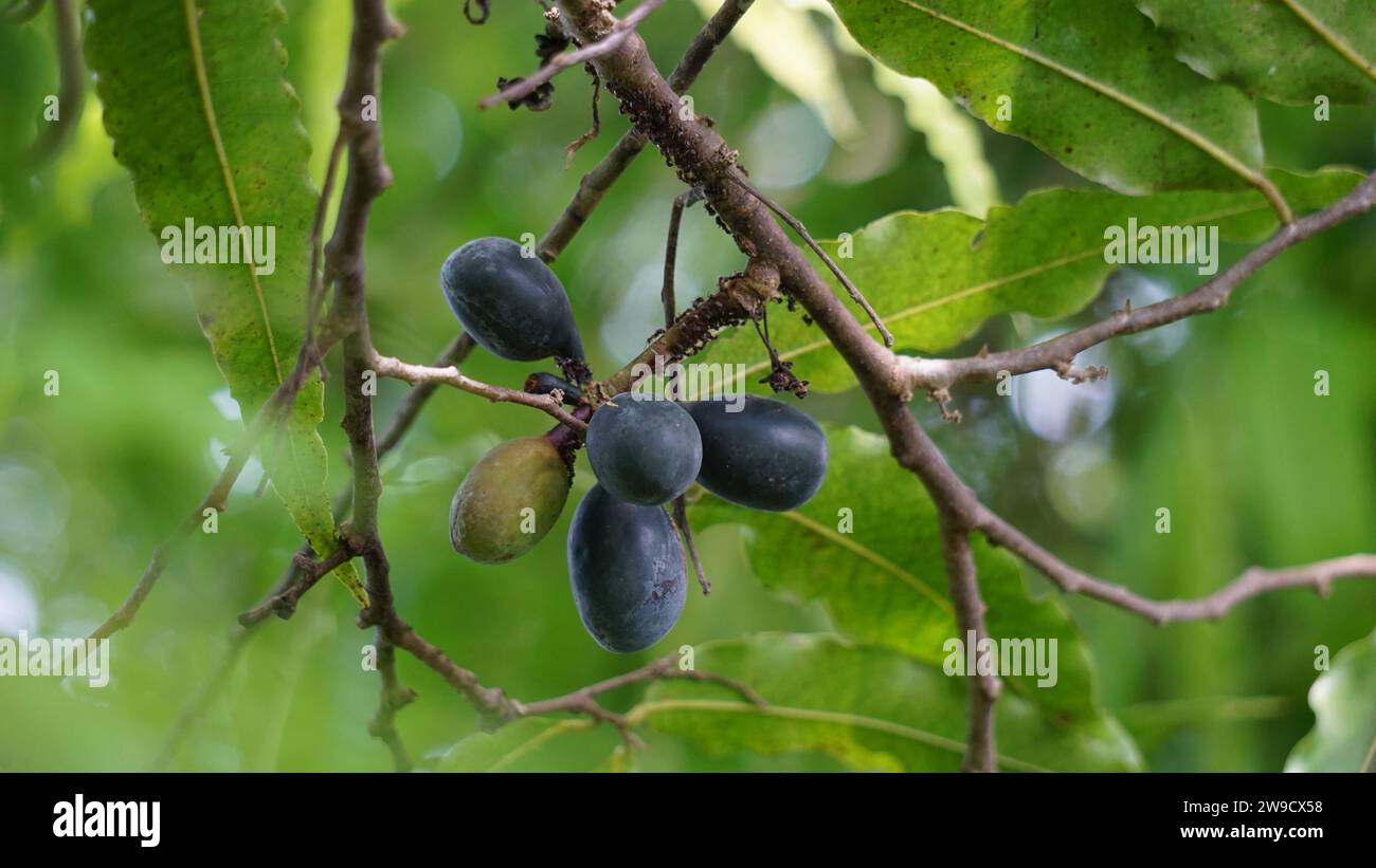 Polyalthia longifolia (glodokan, glodogan tiang ) with a natural ...