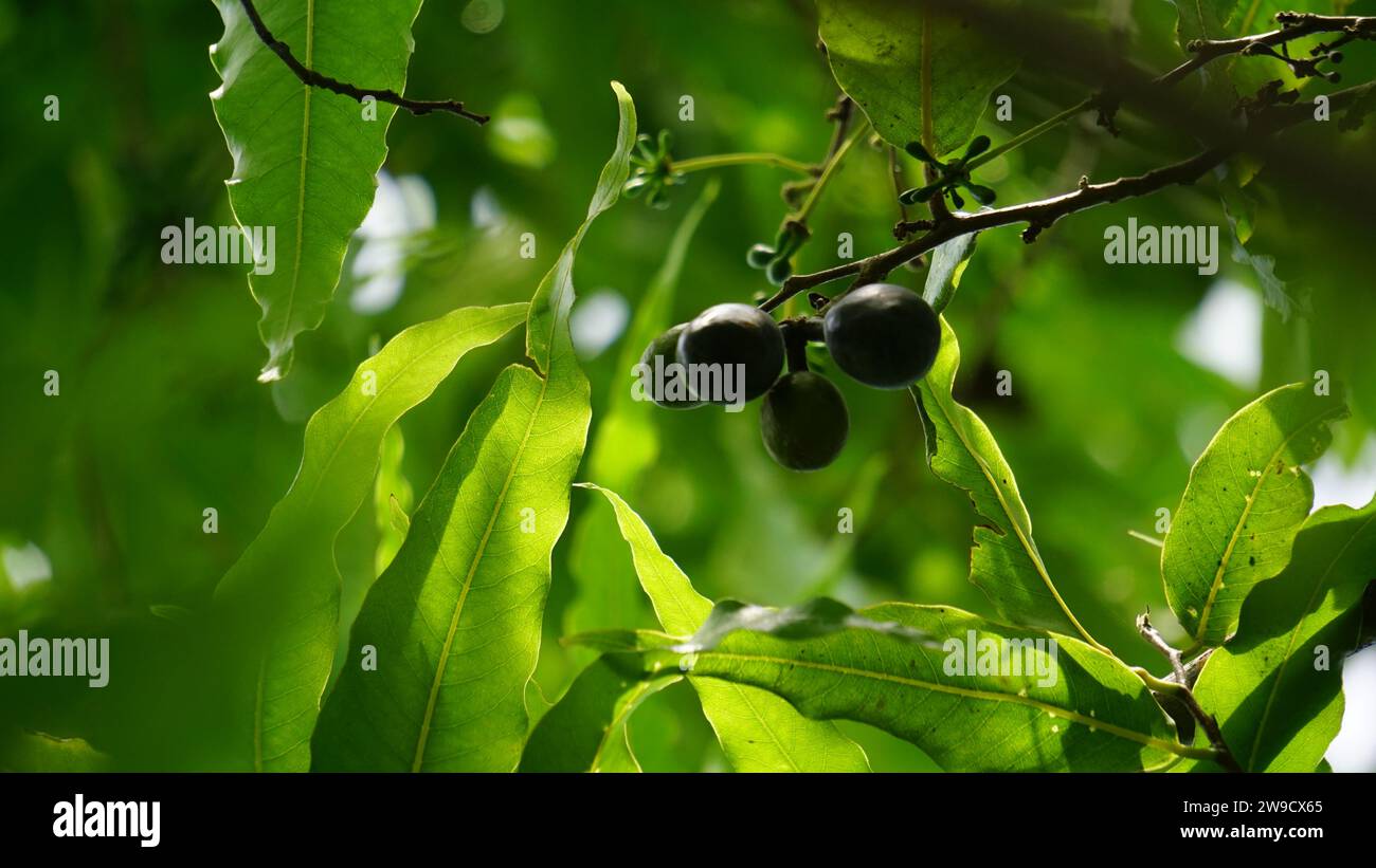 Polyalthia longifolia (glodokan, glodogan tiang ) with a natural ...