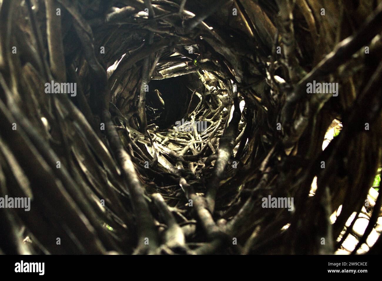 Vertical hollow that was formed by aerial roots of a strangler fig that ...