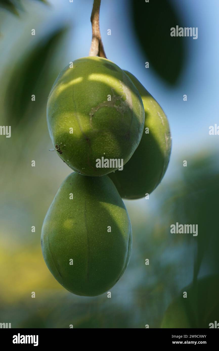 Spondias dulcis (June plum, Kedondong, dondong, golden apple ...