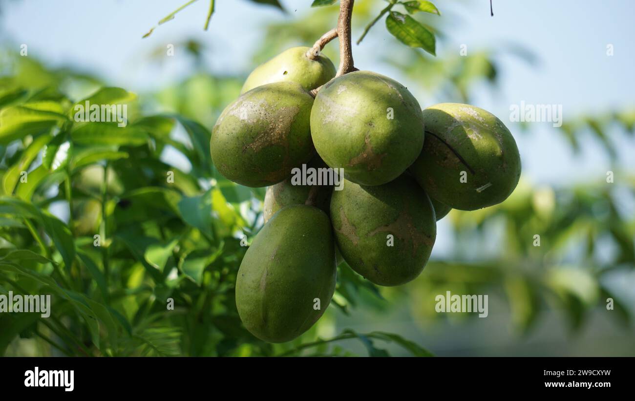 Spondias dulcis (June plum, Kedondong, dondong, golden apple ...