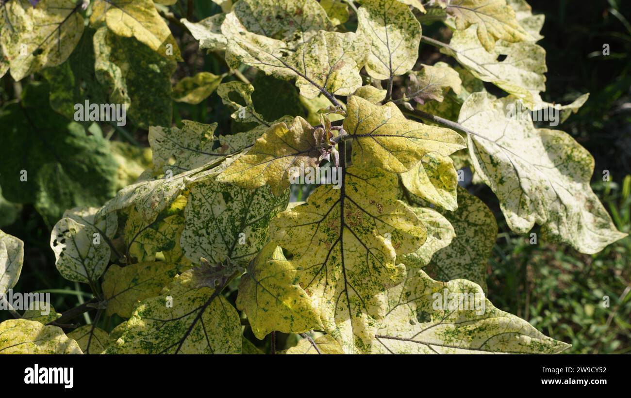 The leaves of Solanum melongena (eggplant, terung, terong, brinjal ...