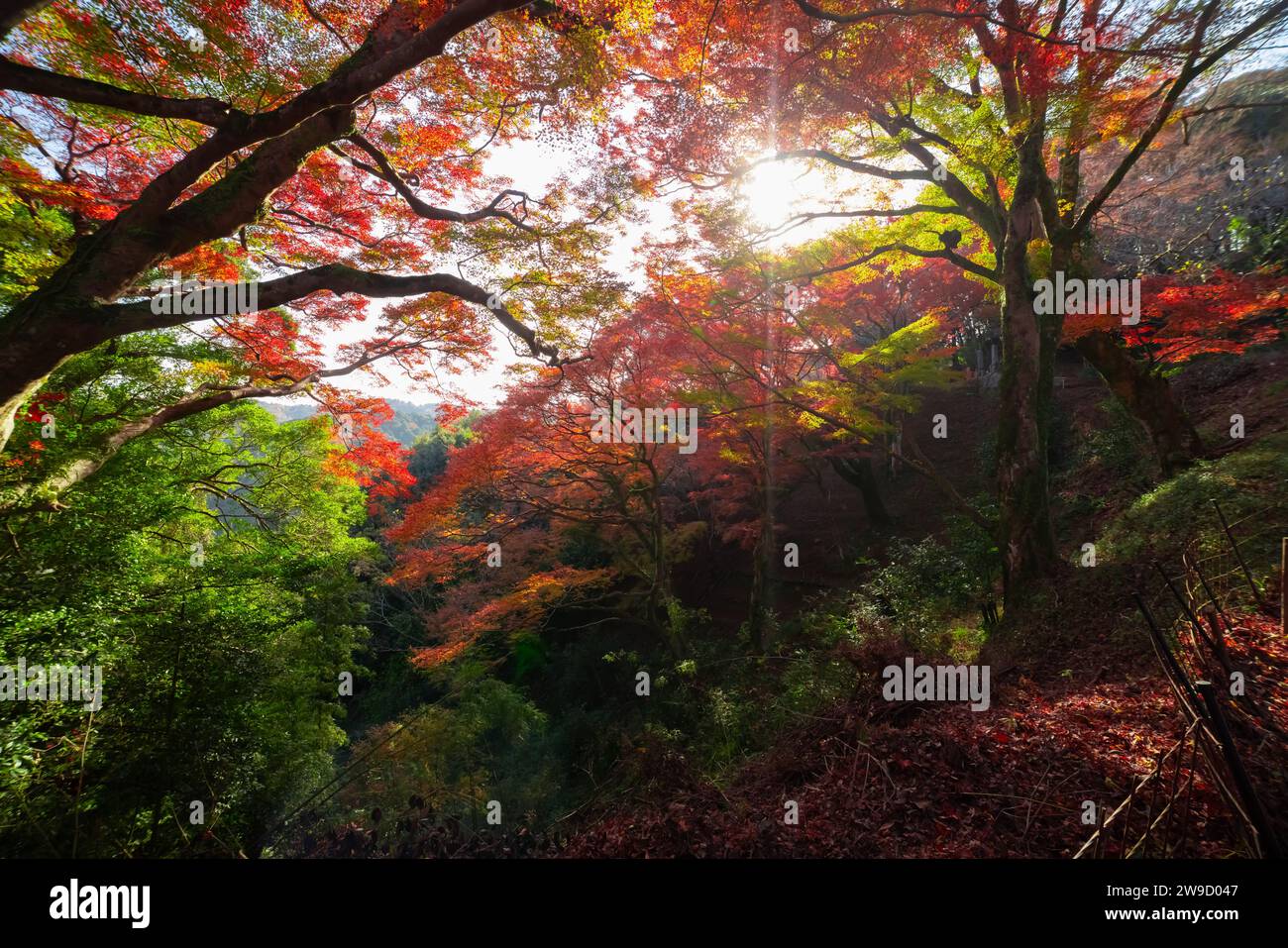 Kasagiyama hi-res stock photography and images - Alamy