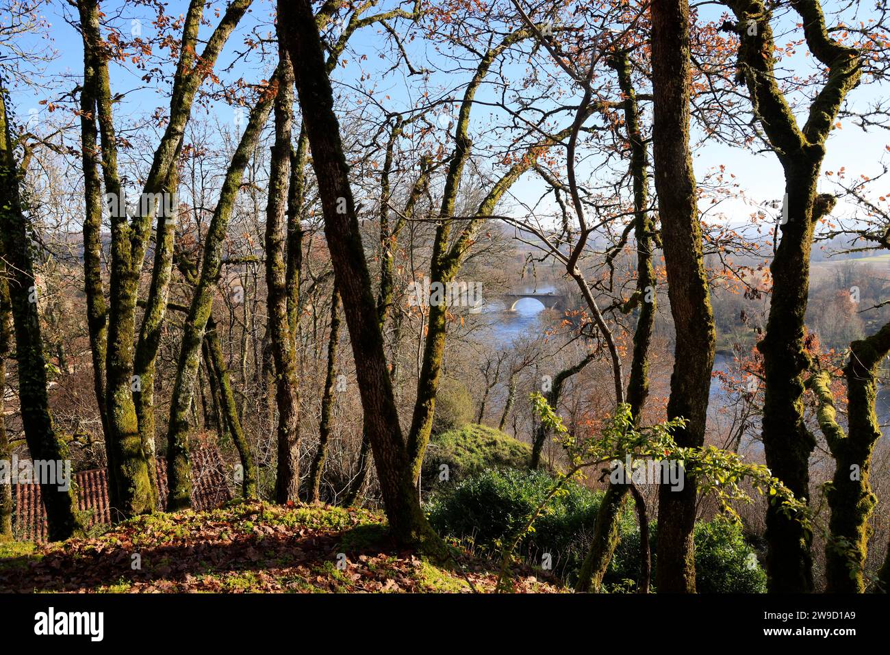 Forest of oaks finishing losing their leaves at the onset of winter on ...