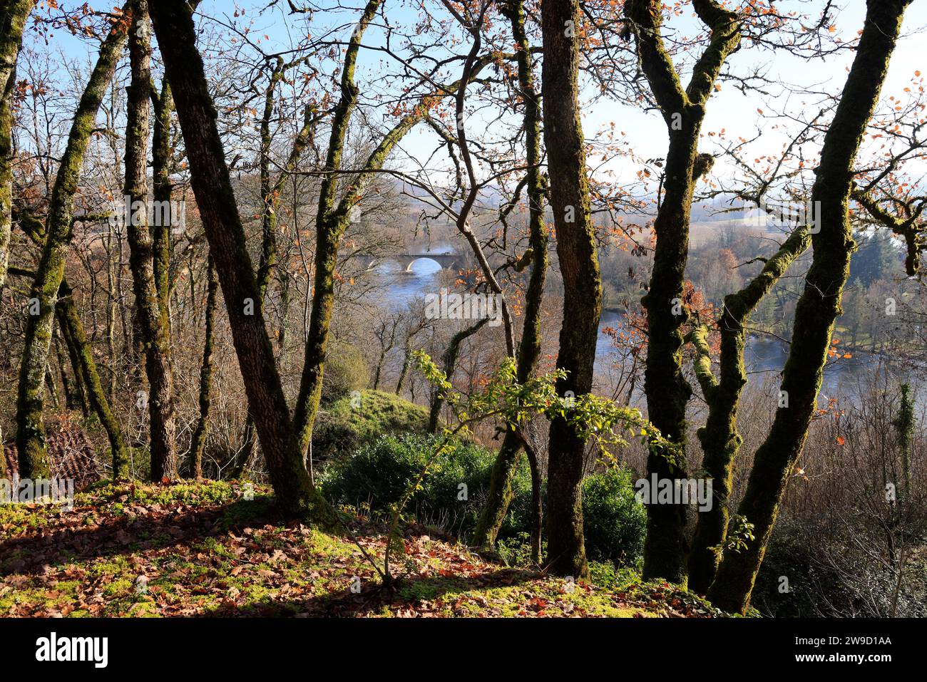Forest of oaks finishing losing their leaves at the onset of winter on ...