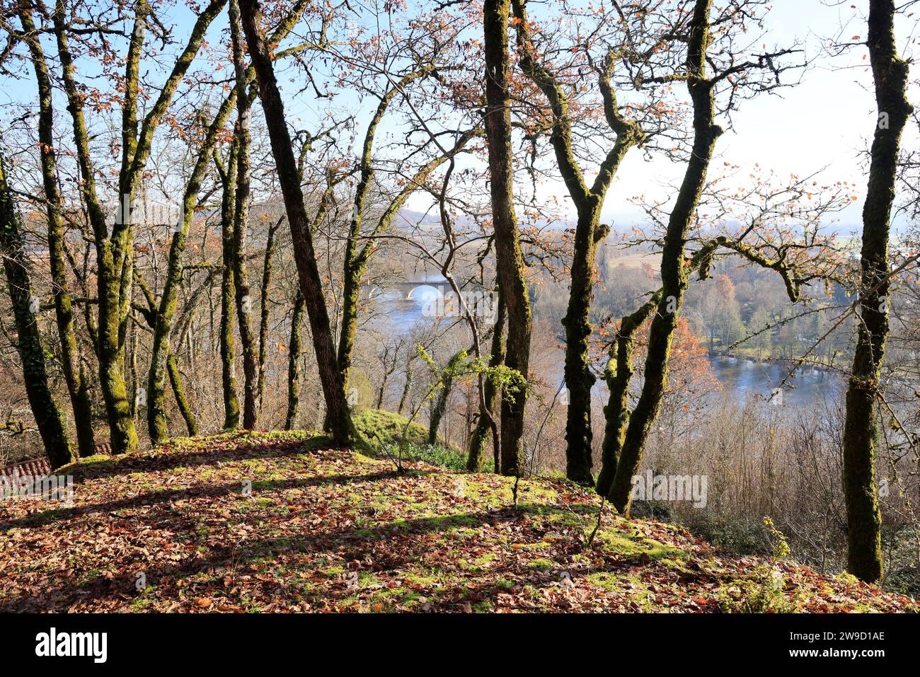 Forest of oaks finishing losing their leaves at the onset of winter on ...