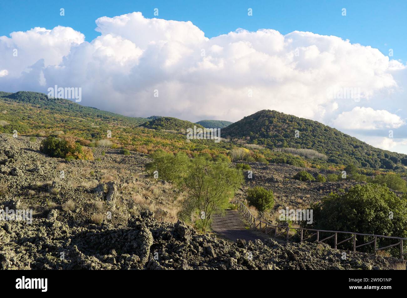 old lava field and old volcanoes trees covered in Etna Park, Sicily ...