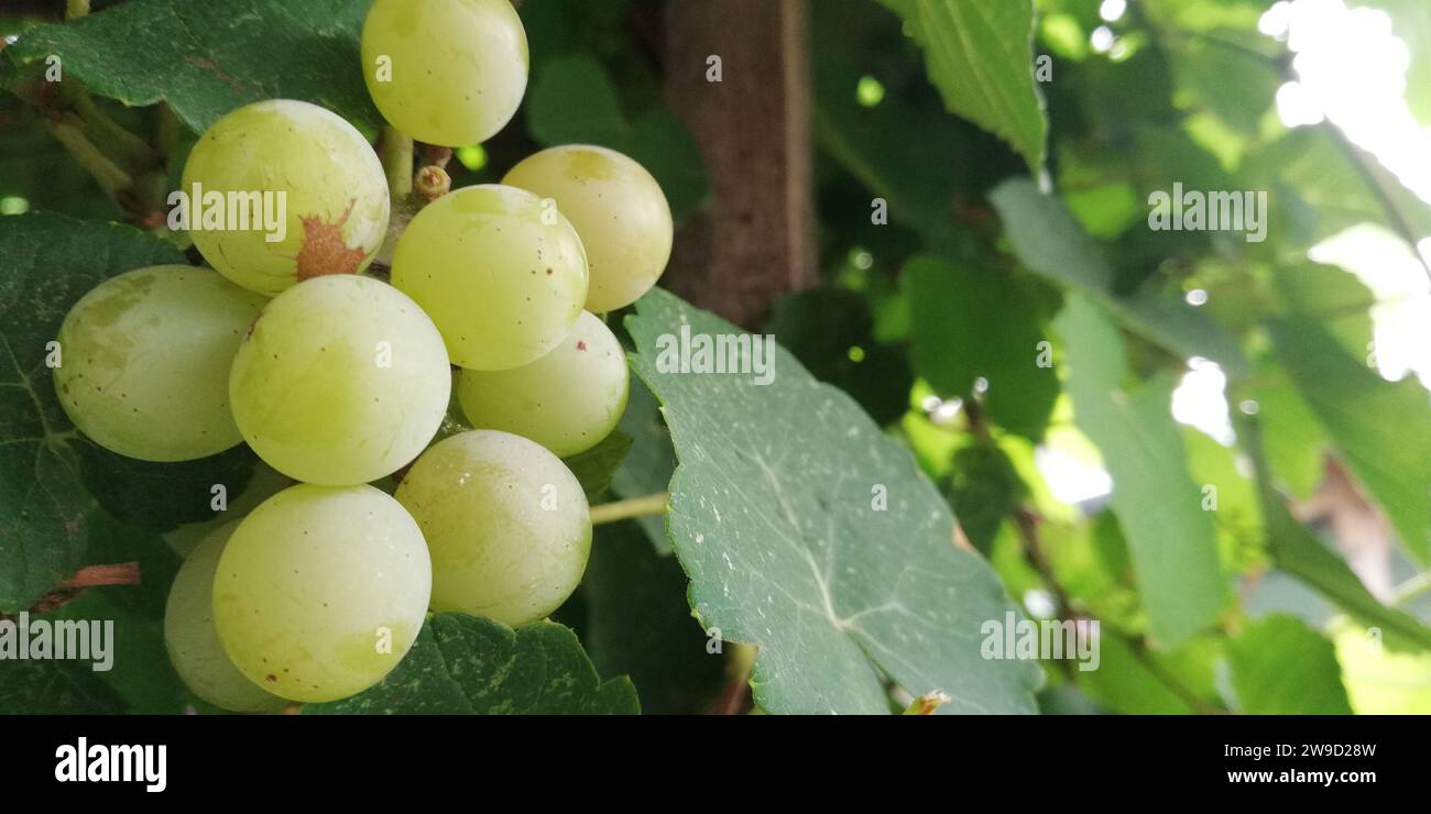 Green grapes growing in vineyard Stock Photo - Alamy