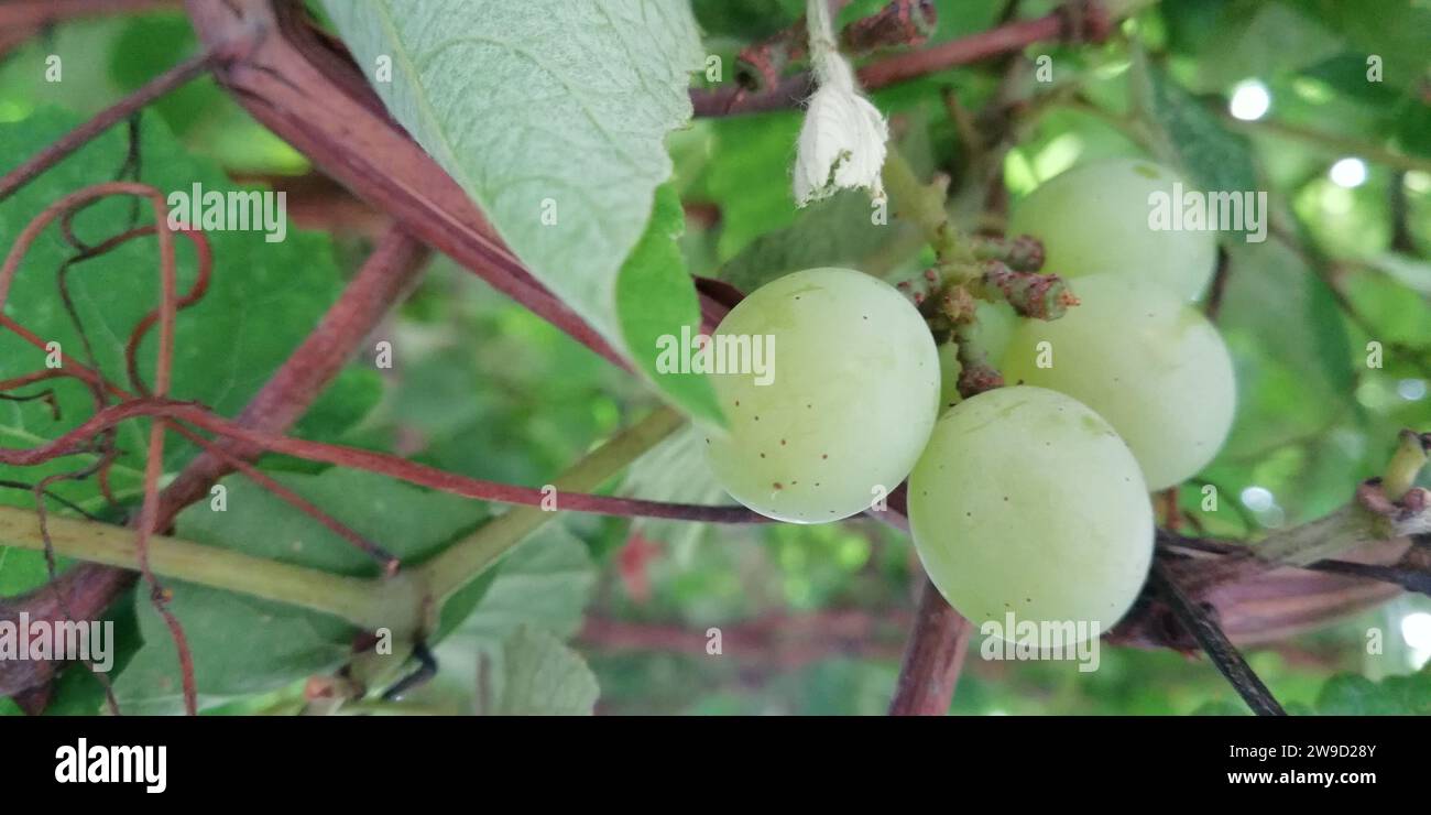 Anggur hijau hi-res stock photography and images - Alamy