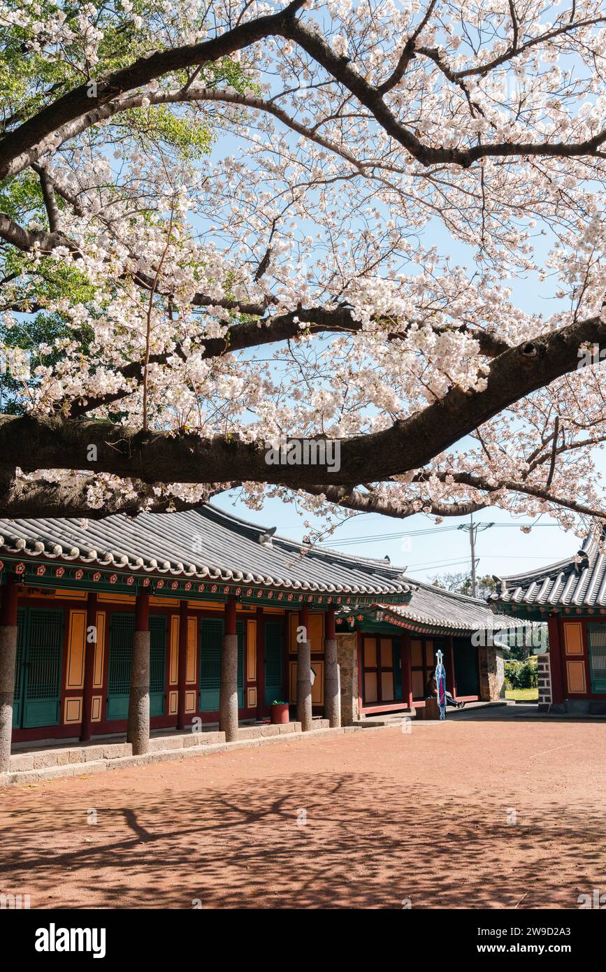 Jeju island, Korea - March 29, 2022 : Samseonghyeol traditional ...