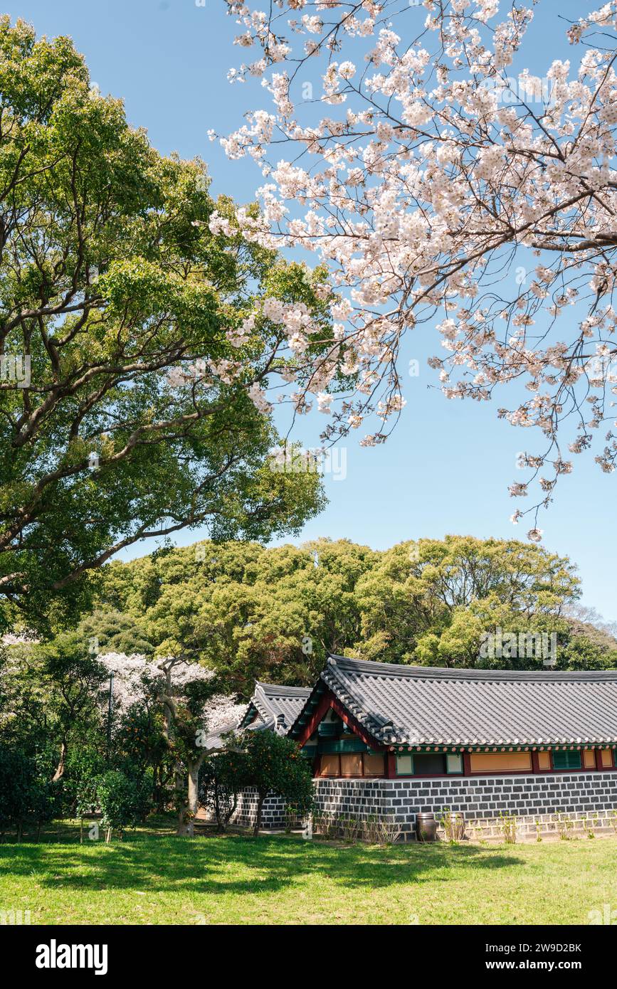 Jeju island, Korea - March 29, 2022 : Samseonghyeol traditional ...