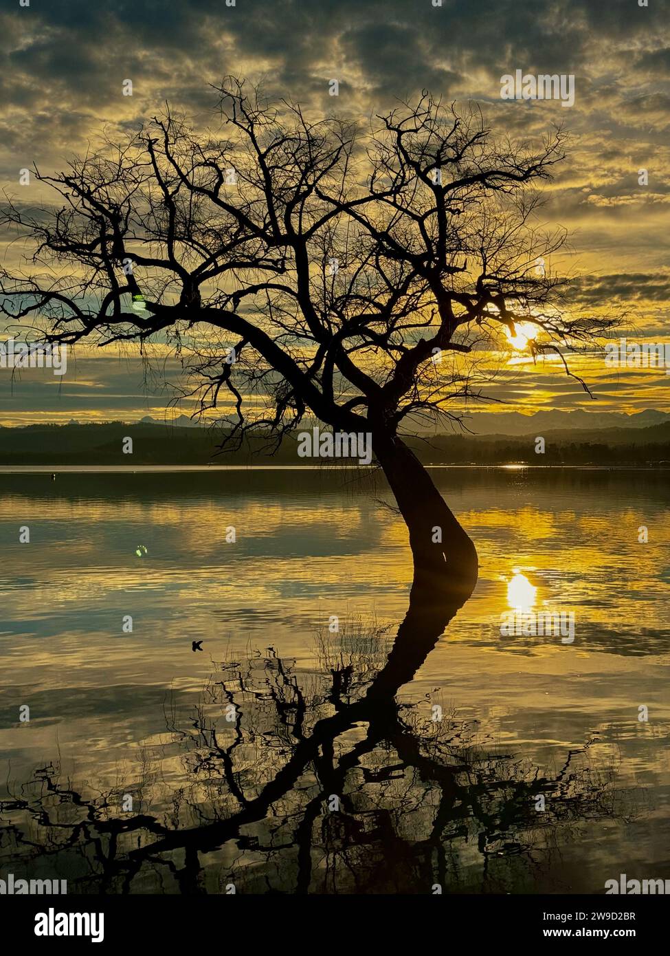tree in the water Stock Photo - Alamy