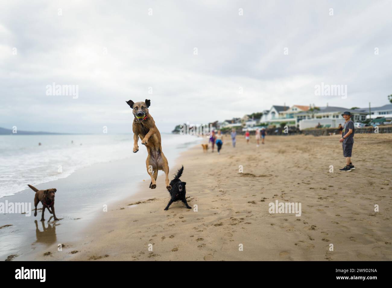 Dog jumping into the air to catch a ball. People walking on Milford ...