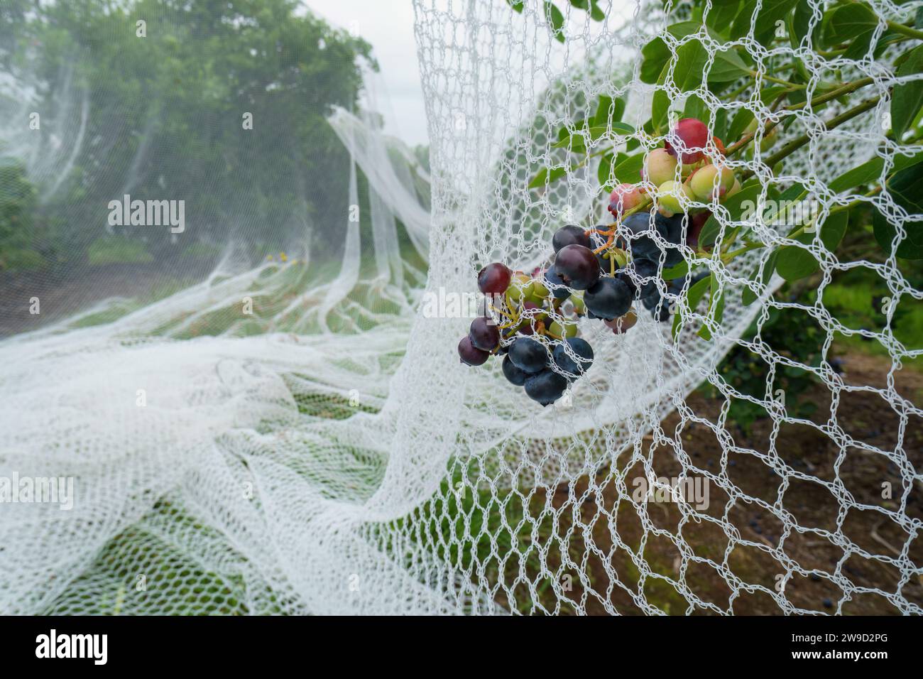 Protection bird netting covering blueberry plants Stock Photo - Alamy