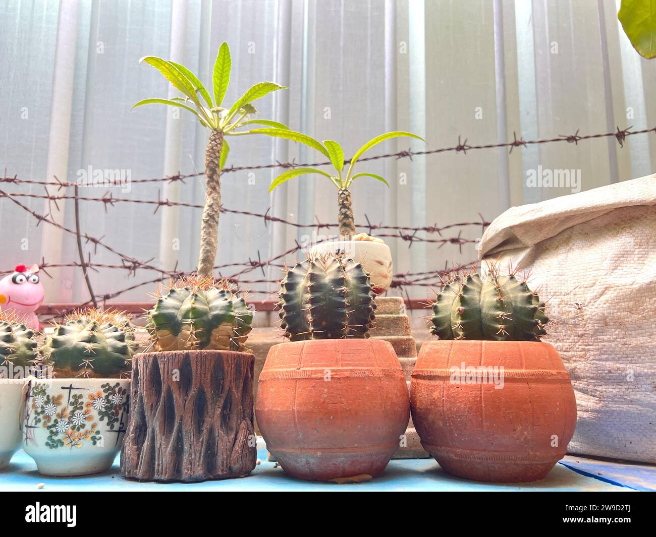 Cactus cartoon hi-res stock photography and images - Alamy