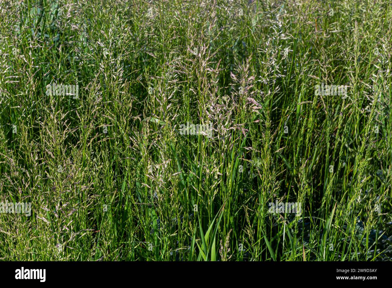 Meadow grass meadow with the tops of stele panicles. Poa pratensis ...