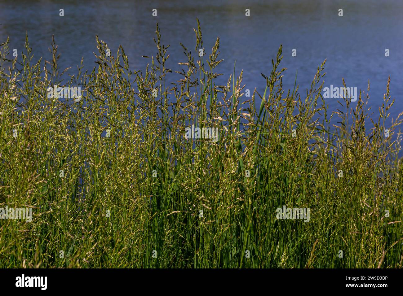 Meadow grass meadow with the tops of stele panicles. Poa pratensis ...