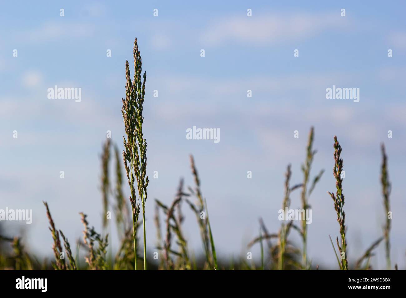 Meadow grass meadow with the tops of stele panicles. Poa pratensis ...