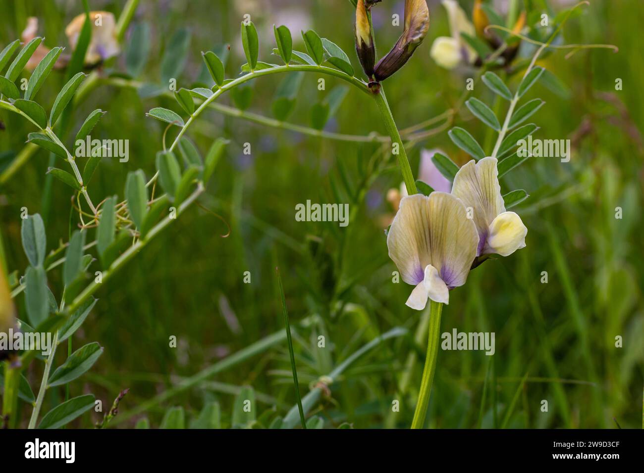 A large yellow vetch or big flower vetch. Vicia grandiflora. Wild plant ...