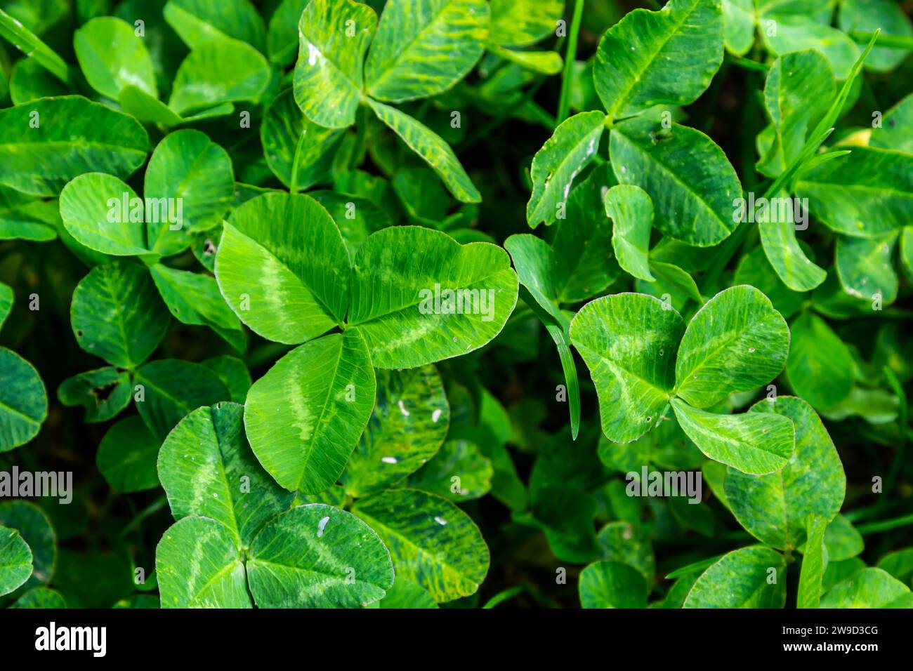 Four-leaf clover between three-leaf clovers. Green nature background ...