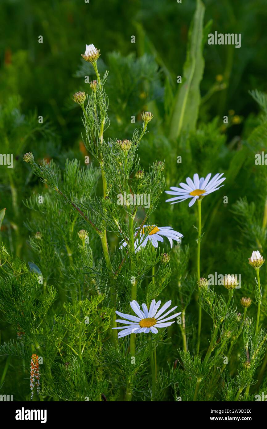 Tripleurospermum maritimum Matricaria maritima is a species of ...