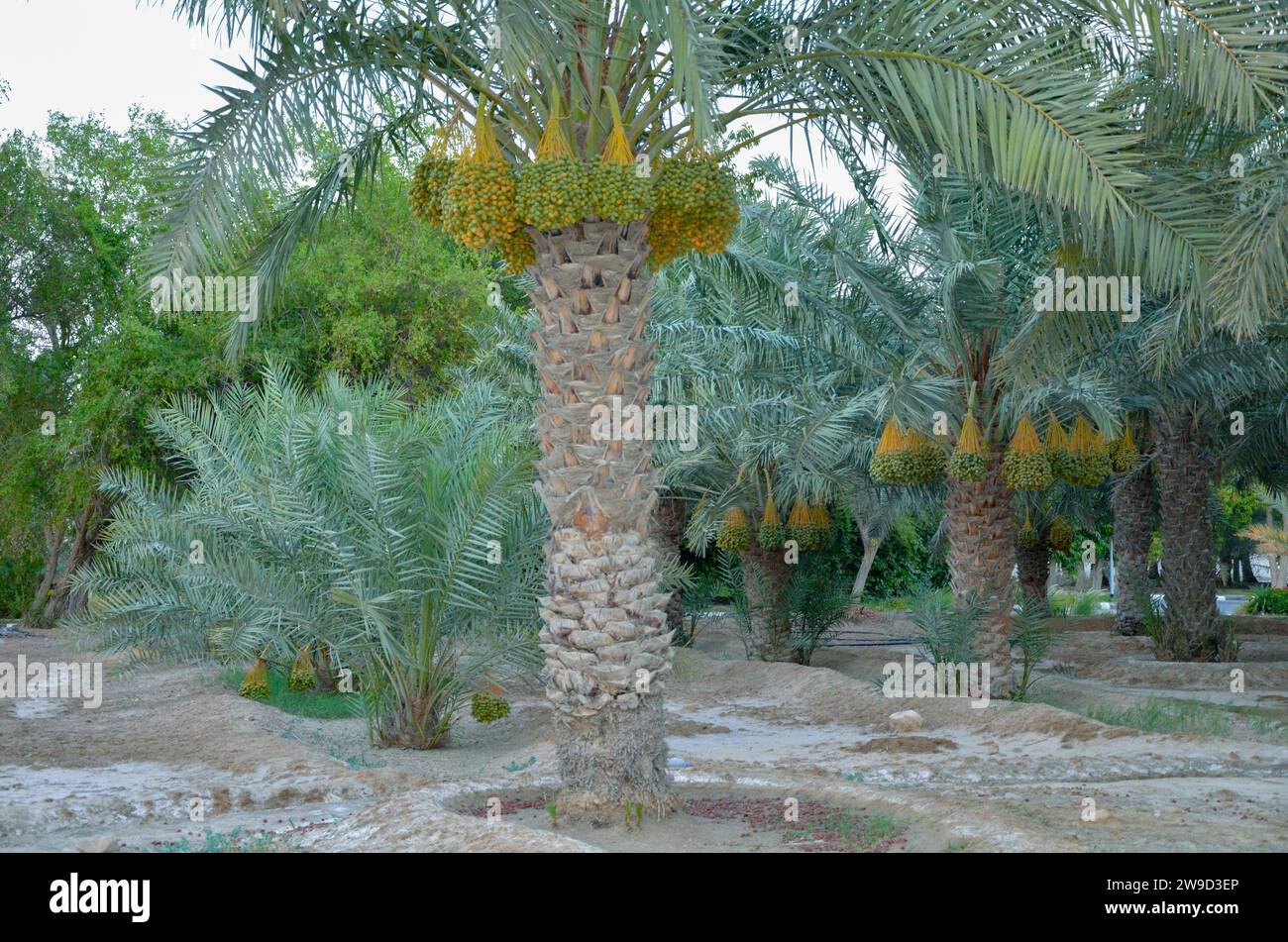 Qatar agriculture hi-res stock photography and images - Alamy