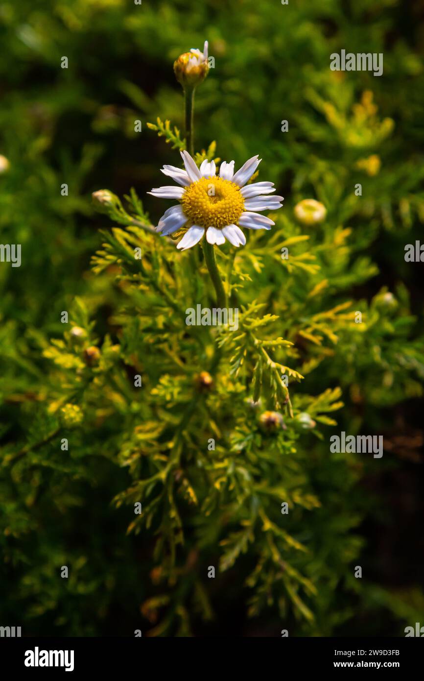 Tripleurospermum maritimum Matricaria maritima is a species of ...