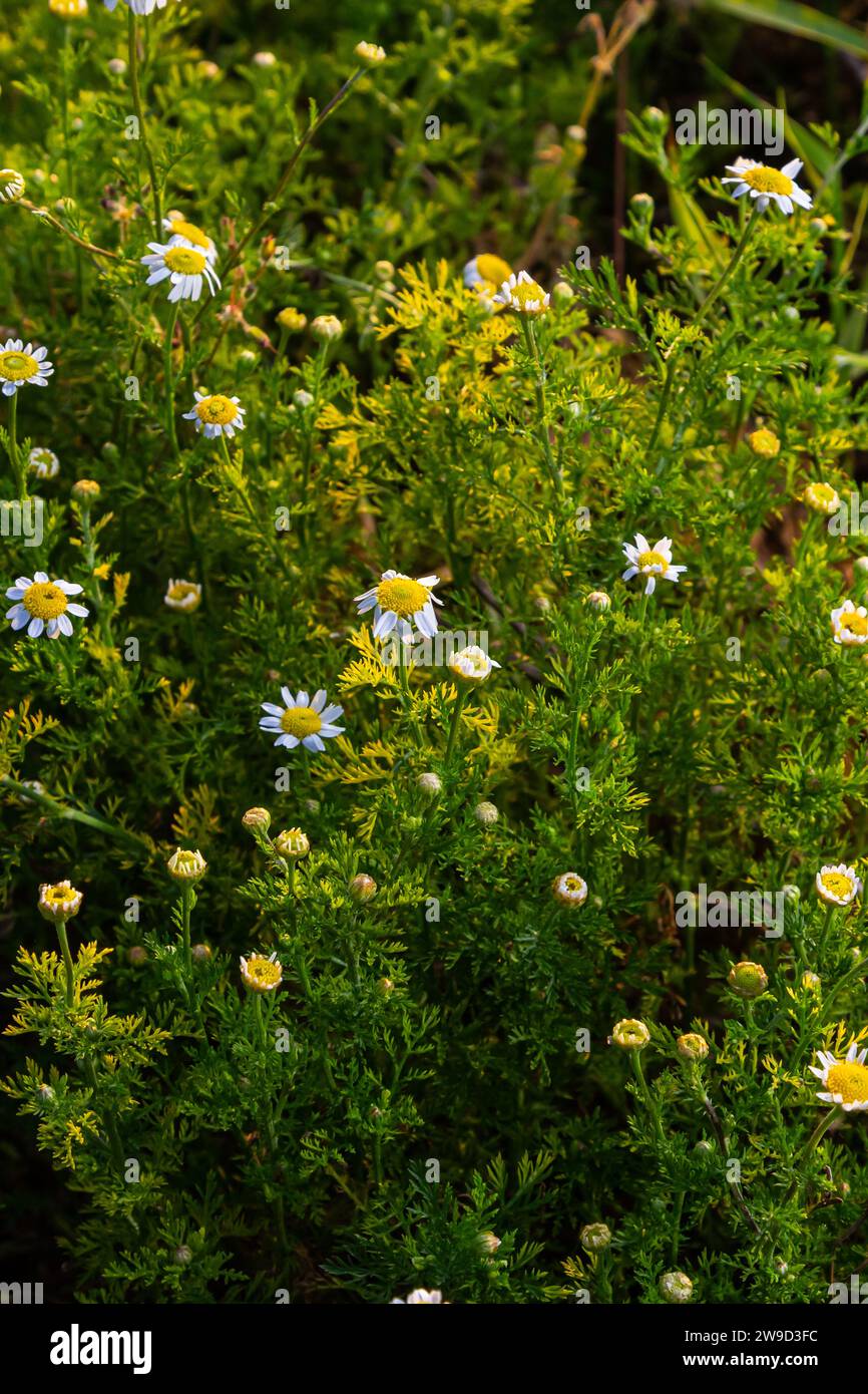 Flesh Flies belong to the family Sarcophagidae. Tripleurospermum ...