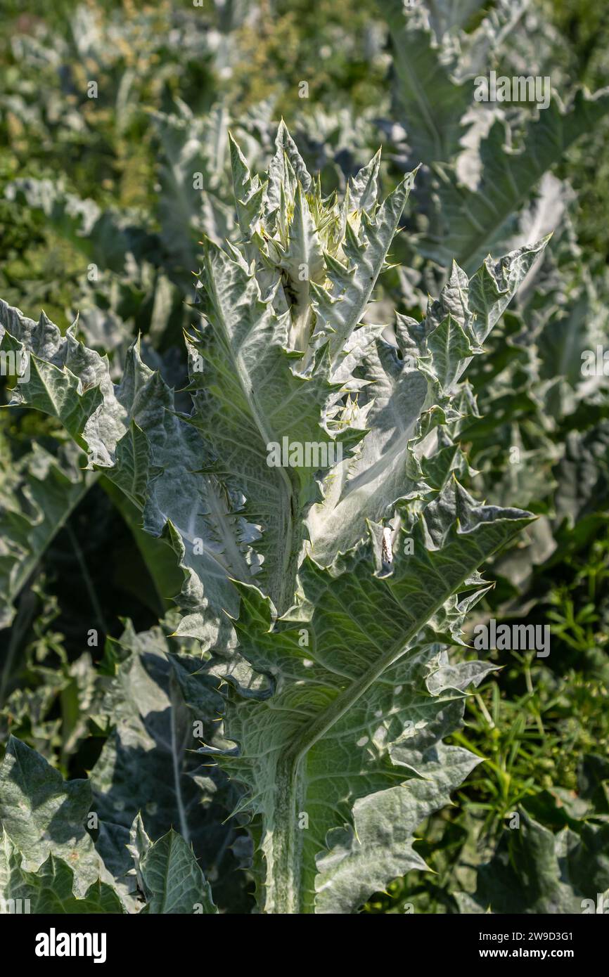 Onopordum acanthium is in early bloom in June. Onopordum acanthium ...