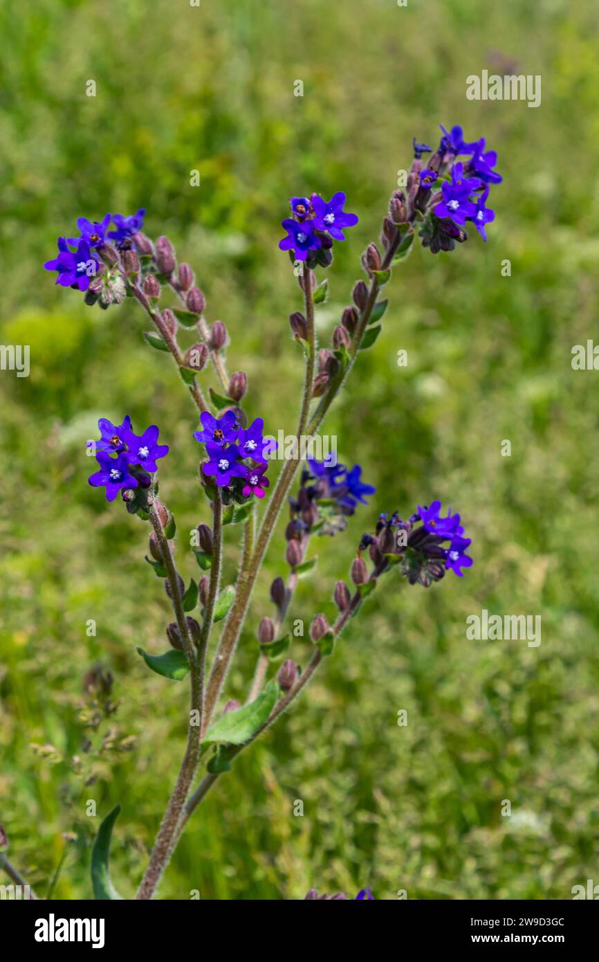 Anchusa officinalis, commonly known as the common bugloss or alkanet ...