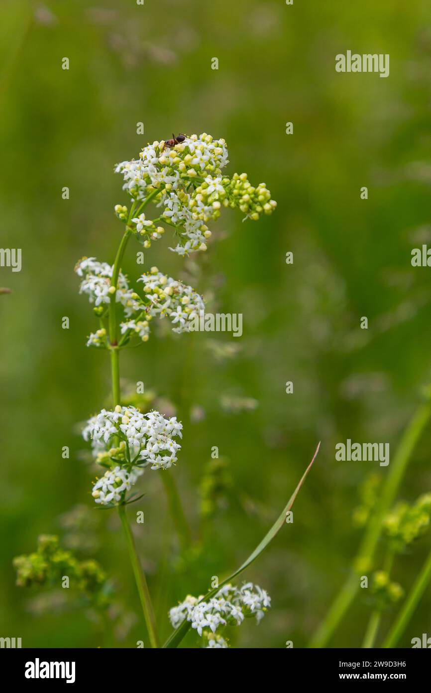 Beautiful blooming white bedstraw in June, galium album Stock Photo - Alamy