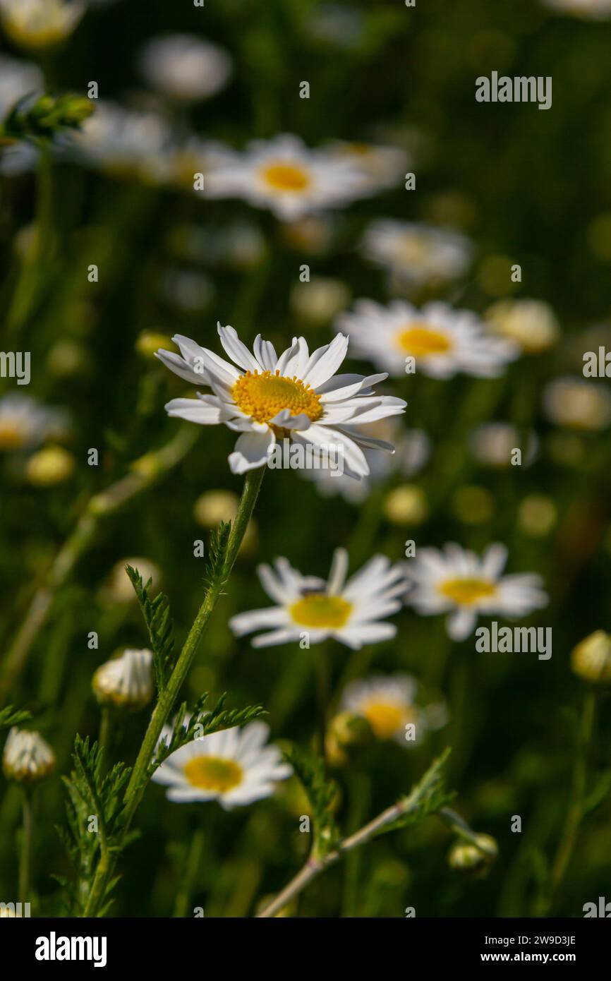 Flesh Flies belong to the family Sarcophagidae. Tripleurospermum ...