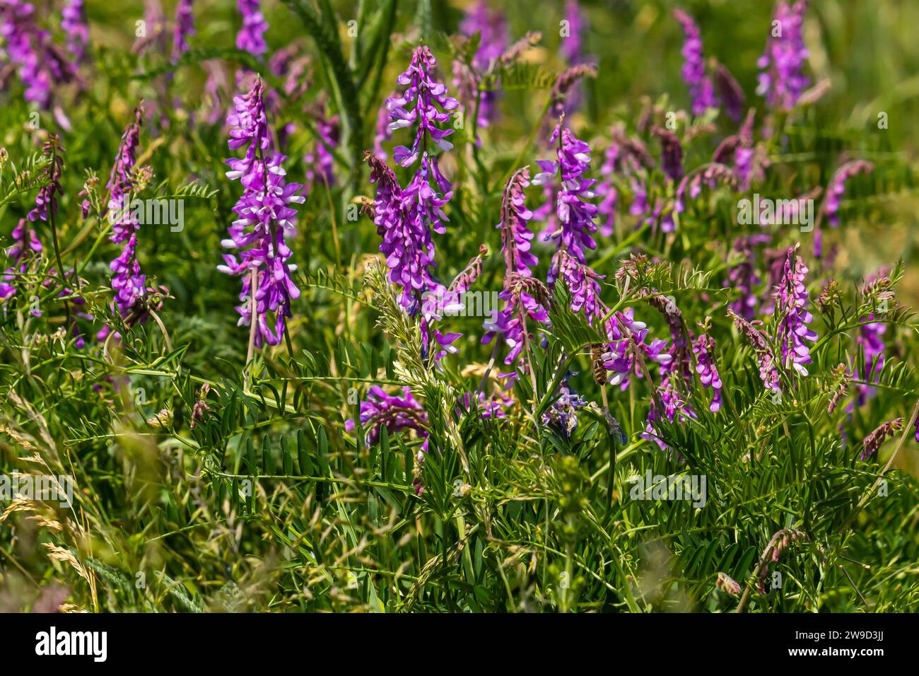Vetch, vicia cracca valuable honey plant, fodder, and medicinal plant ...