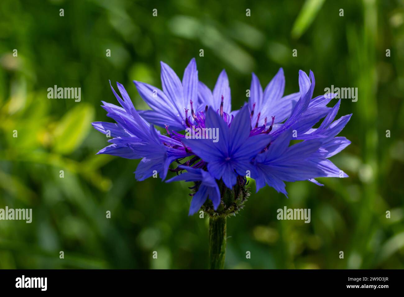 the blue cornflower centaurea cyanus is an edible plant Stock Photo - Alamy