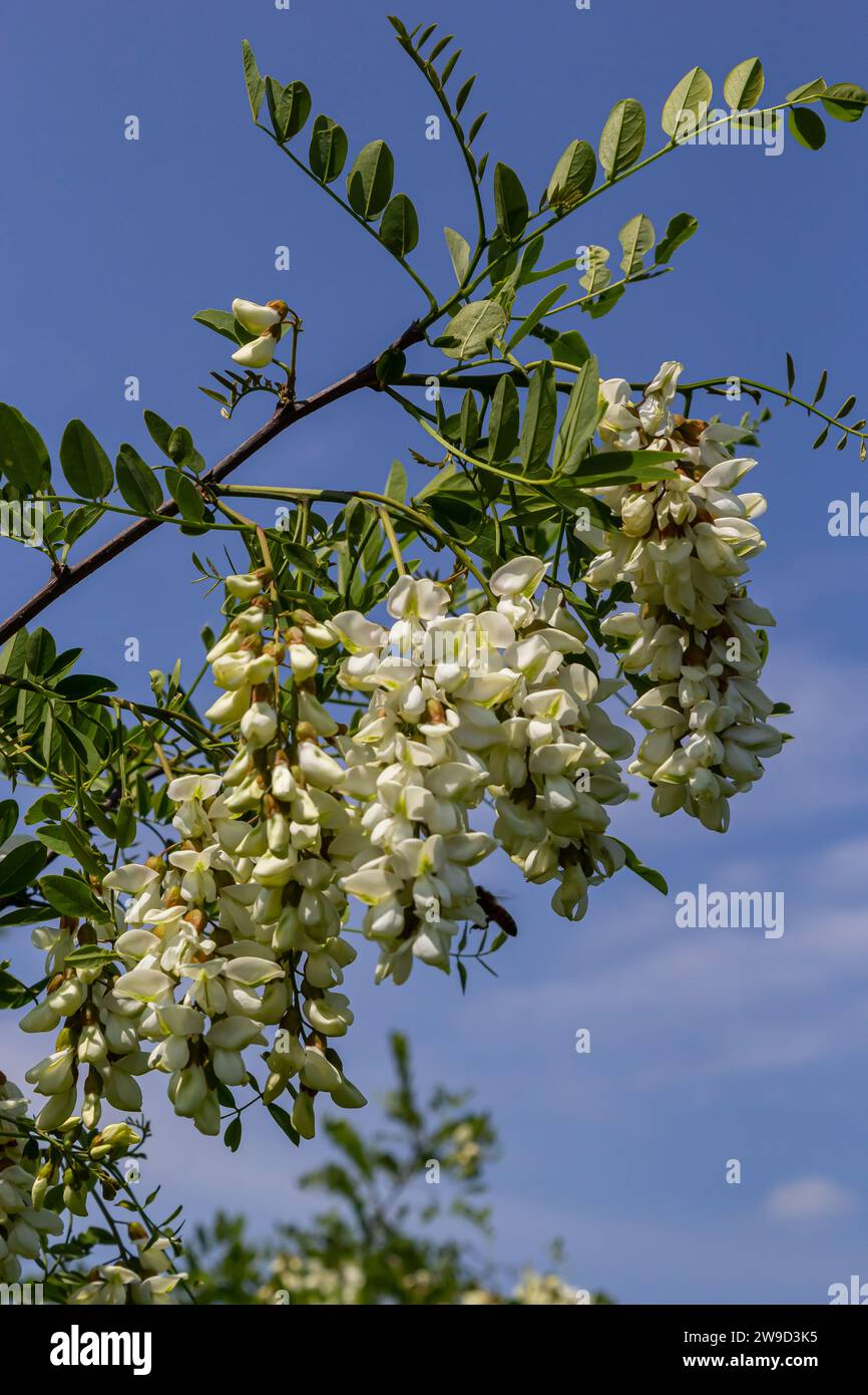 Abundant flowering acacia branch of Robinia pseudoacacia, false acacia ...