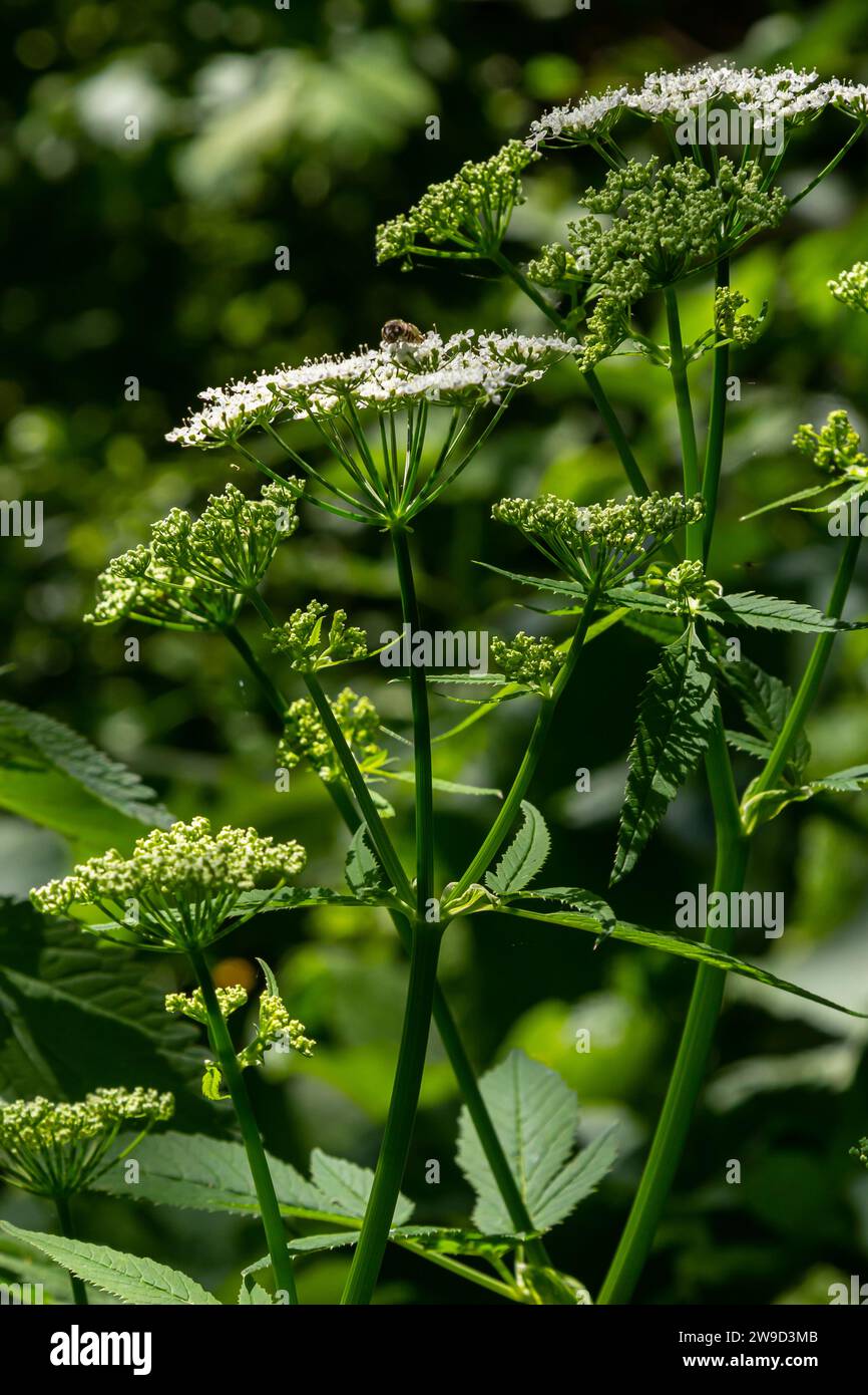 Conium maculatum, colloquially known as hemlock, poison hemlock or wild ...