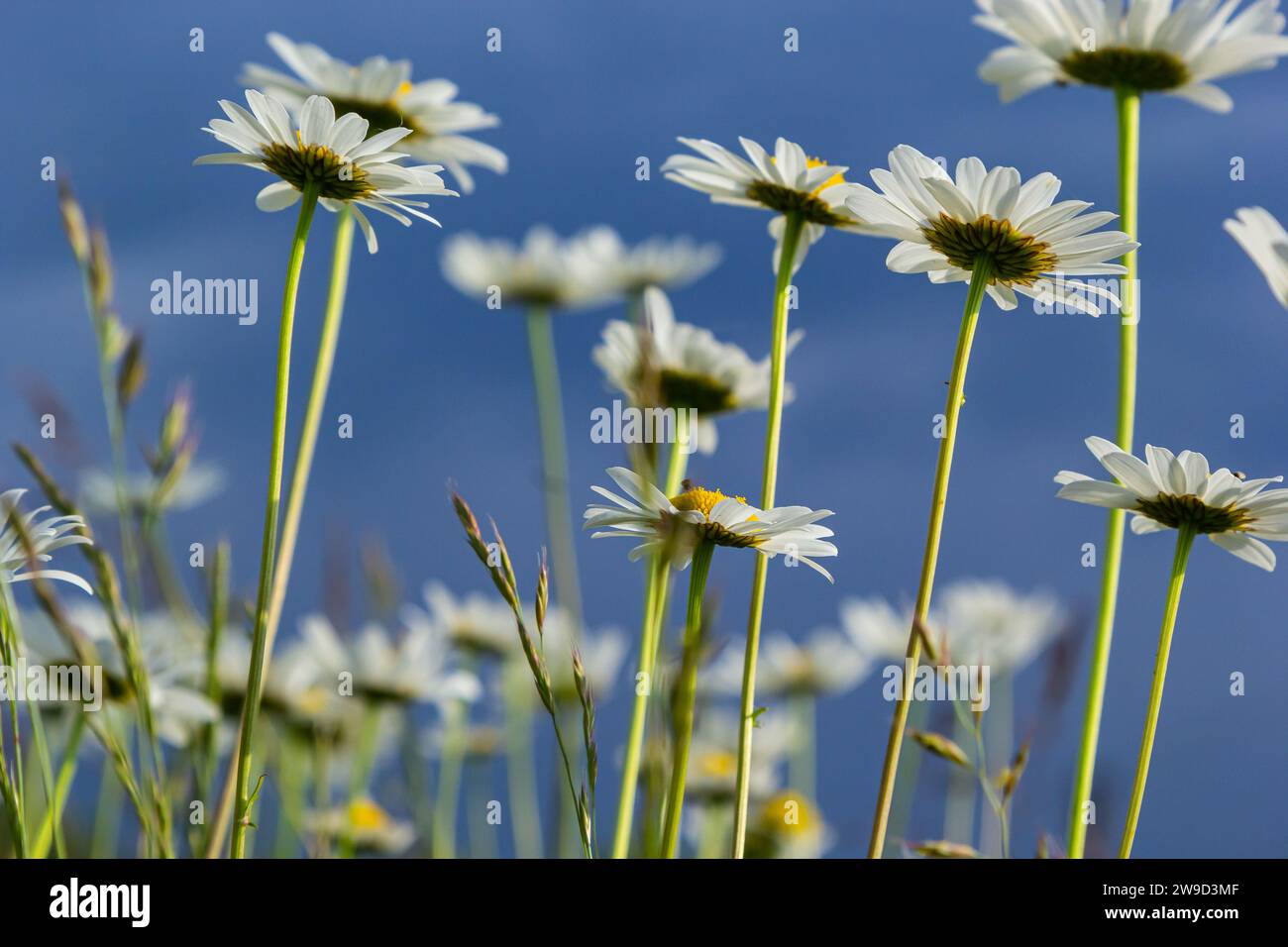 Wild daisy flowers growing on meadow, white chamomiles. Oxeye daisy ...