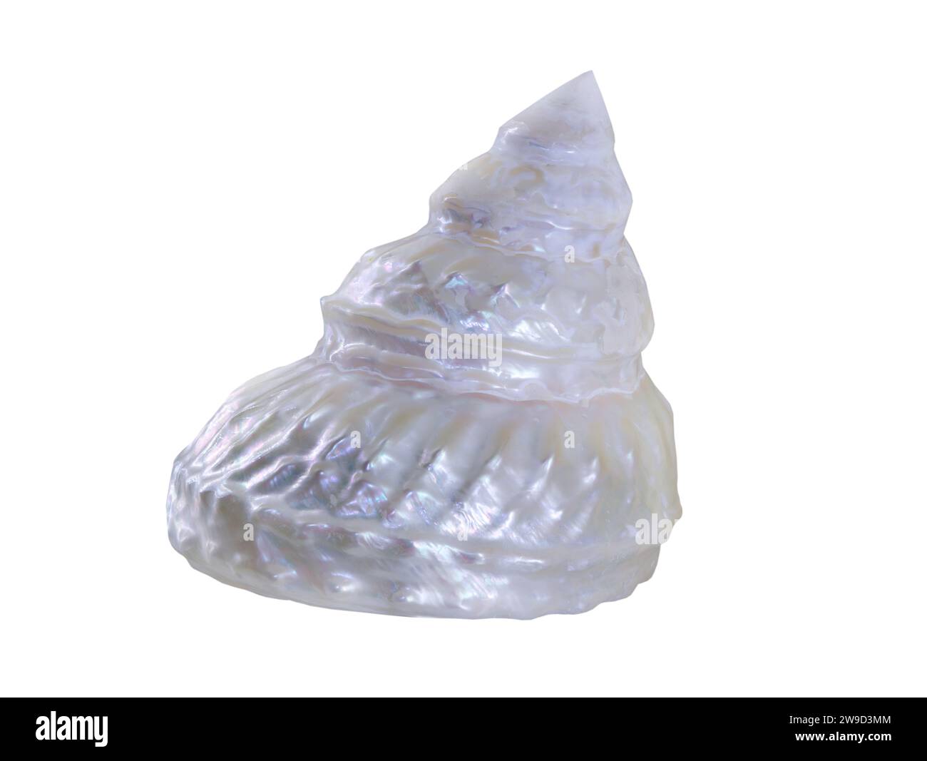 Big sea shell hi-res stock photography and images - Alamy