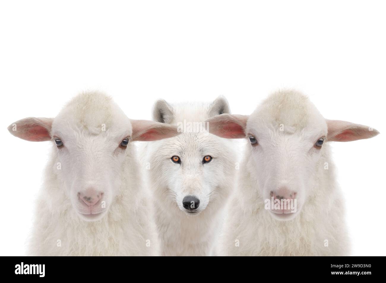 Polar white wolf and sheep isolated on white background Stock Photo - Alamy