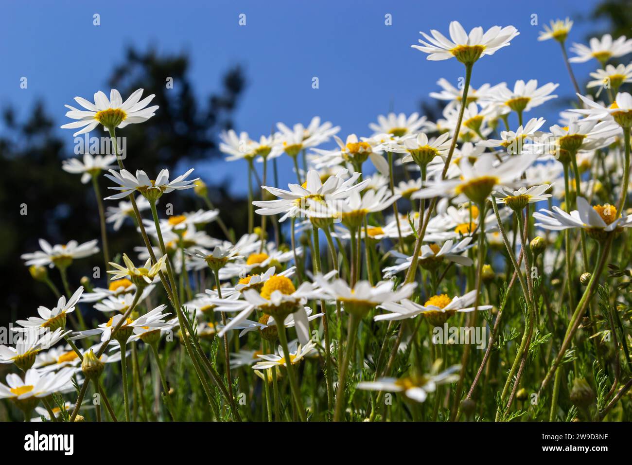 Wild daisy flowers growing on meadow, white chamomiles. Oxeye daisy ...