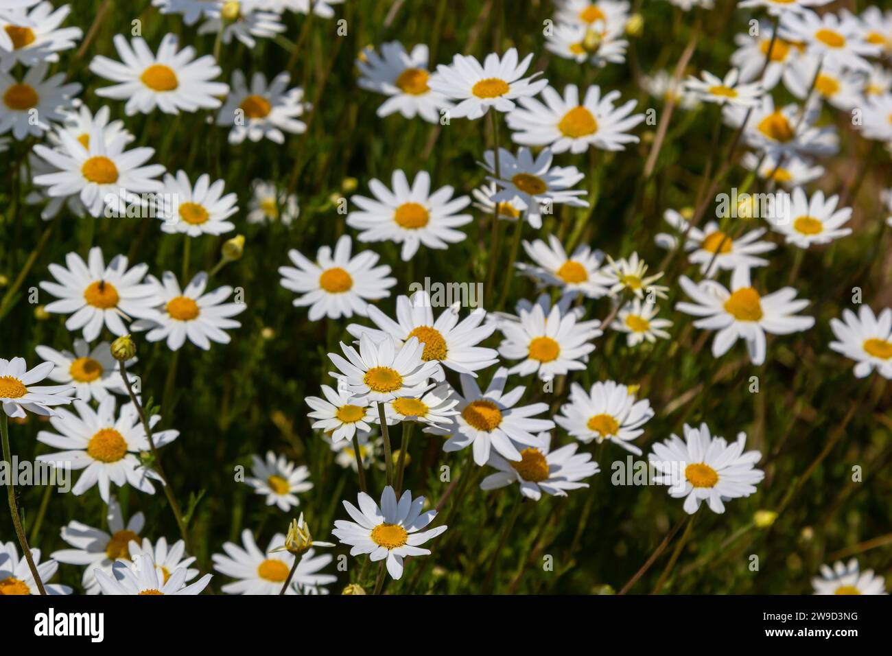Wild daisy flowers growing on meadow, white chamomiles. Oxeye daisy ...