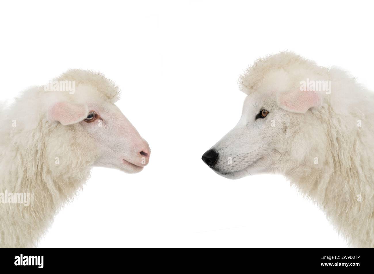 Wolf sheep skin hi-res stock photography and images - Alamy