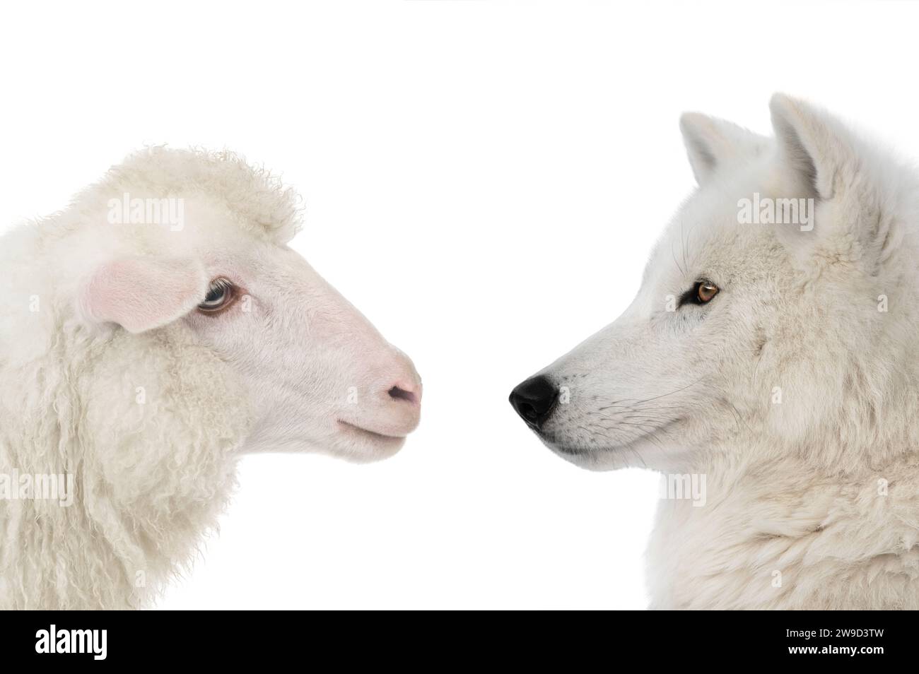 portrait of a polar wolf and sheep isolated on a white background Stock ...