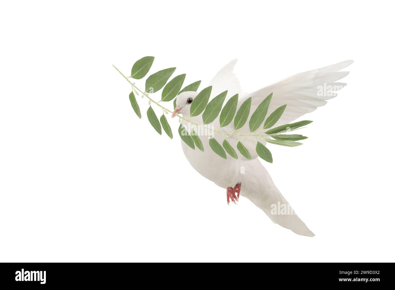 White dove flying with olive branch in its beak isolated on white ...