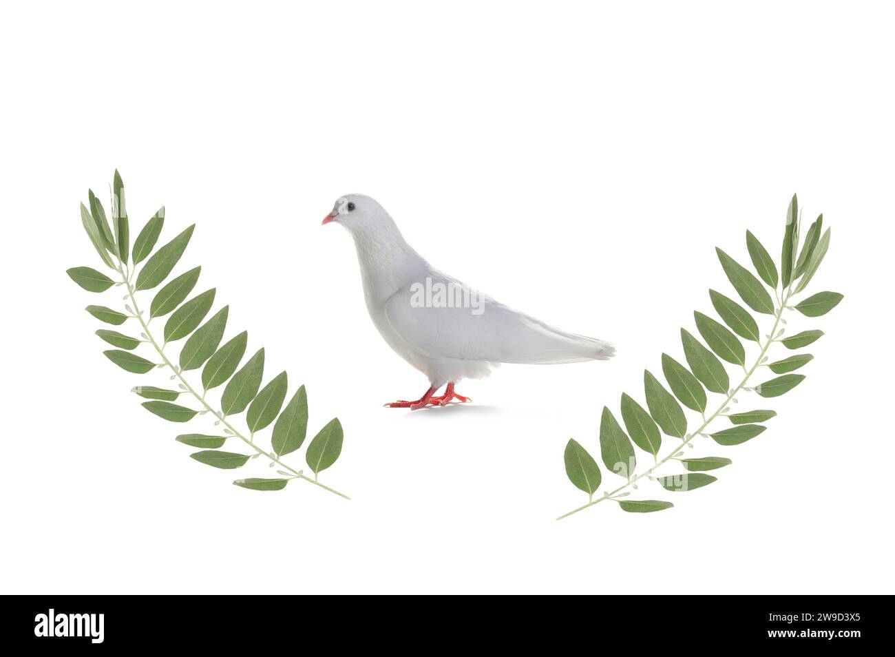 White dove olive branch hi-res stock photography and images - Alamy