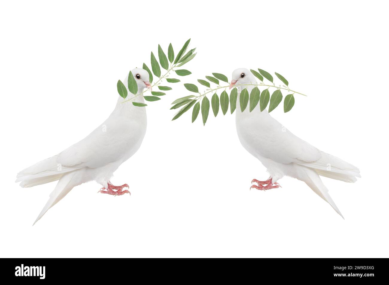 white doves with olive branch isolated on white Stock Photo - Alamy