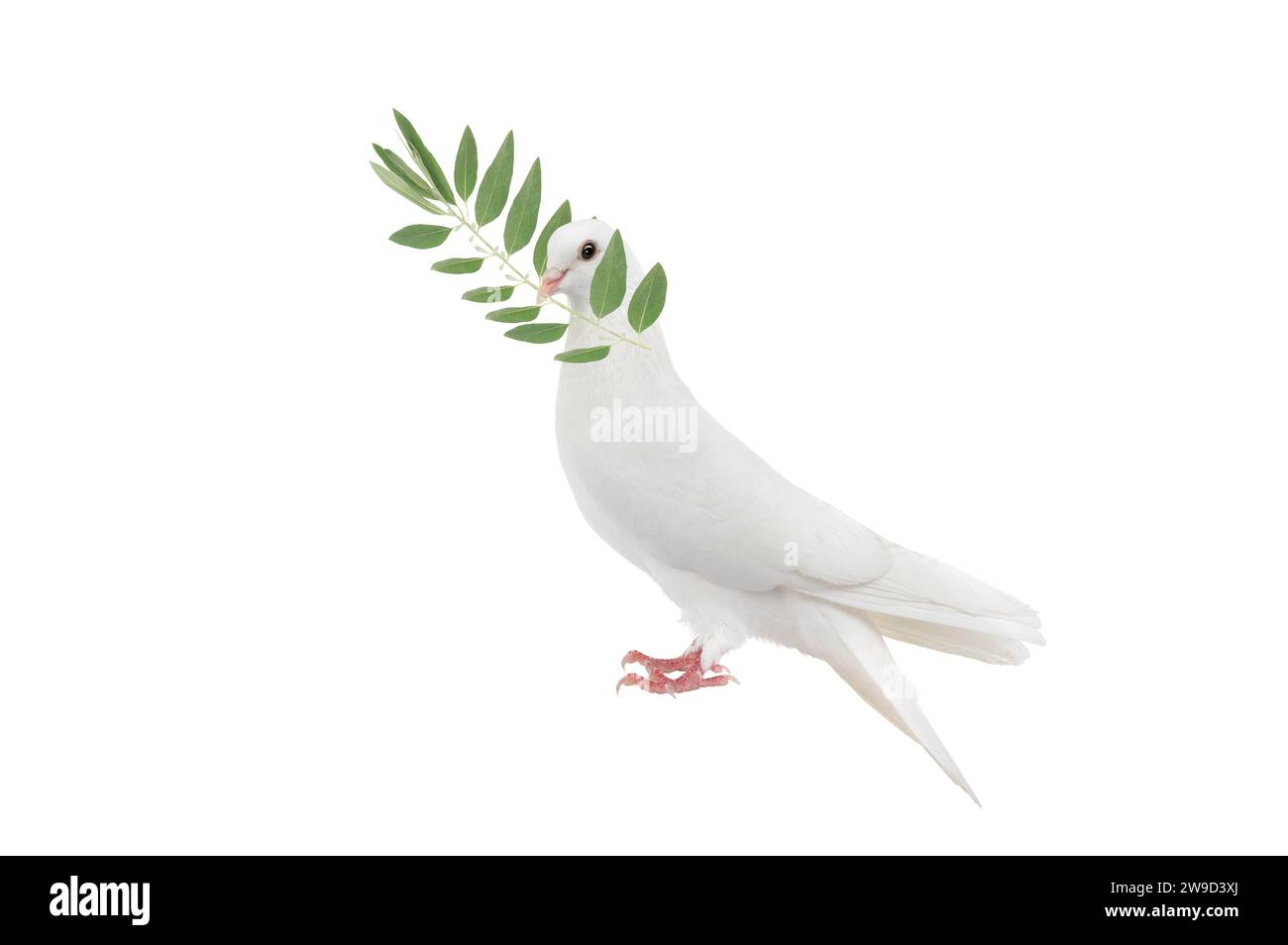 White dove with olive branch in its beak isolated on white background ...