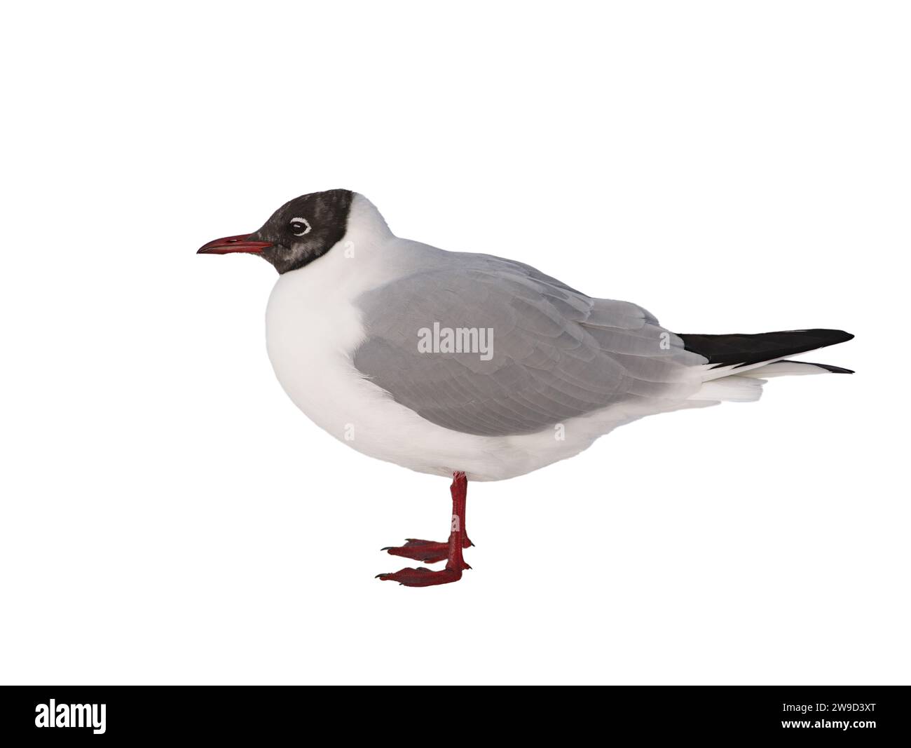Seagull tail Cut Out Stock Images & Pictures - Alamy