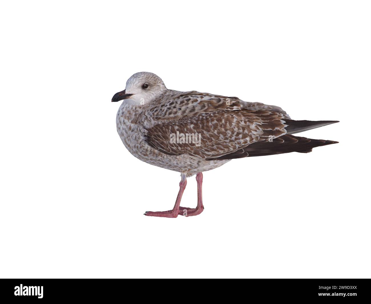 White seagull gray wings Cut Out Stock Images & Pictures - Alamy
