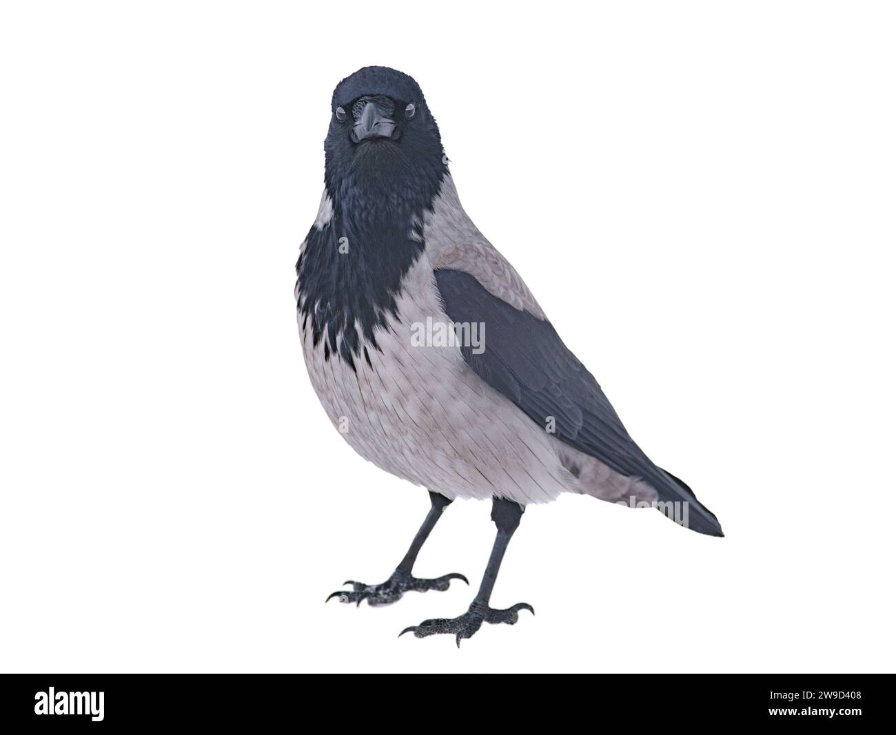 grey crow isolated on white background Stock Photo - Alamy
